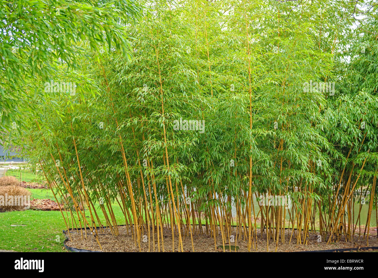 Phyllostachys (Phyllostachys vivax 'Aureocaulis', Phyllostachys vivax ...