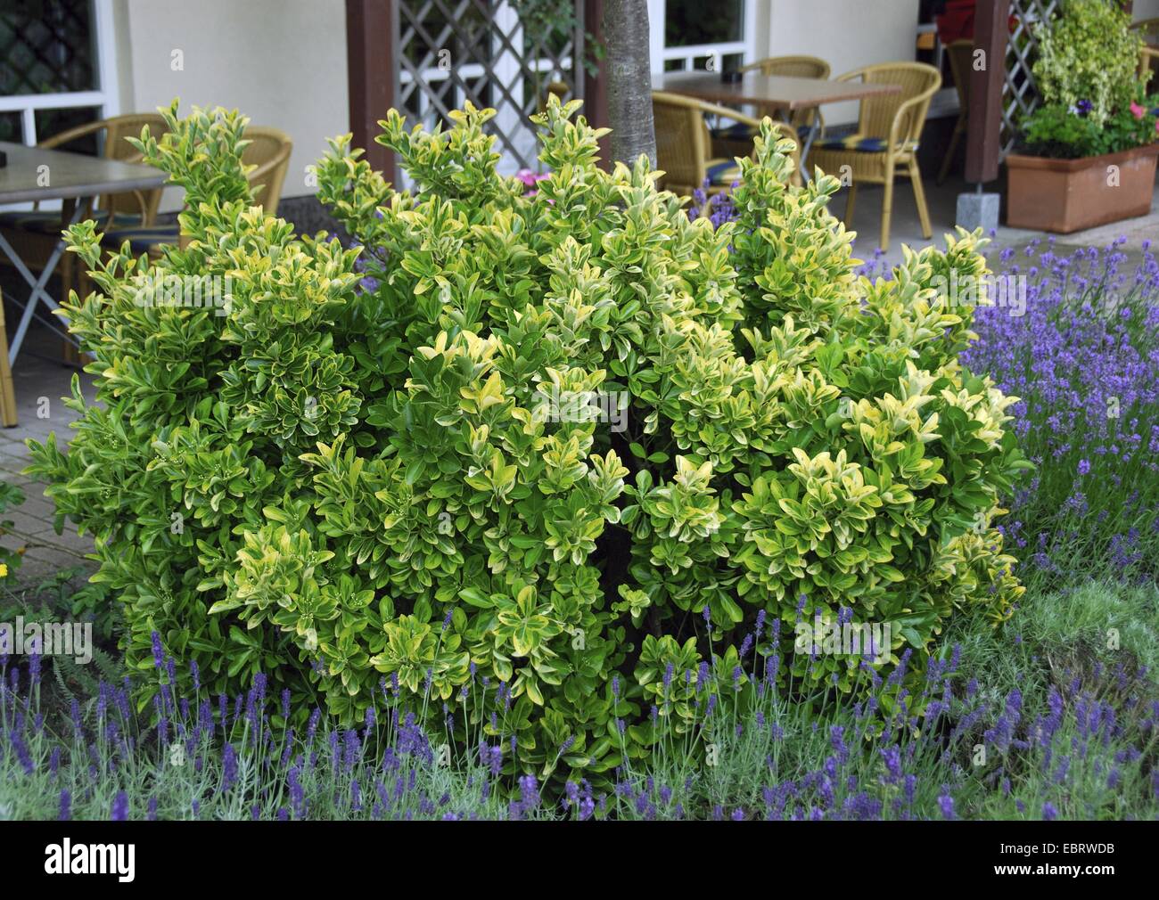 Euonymus japonicus hi-res stock photography and images - Alamy