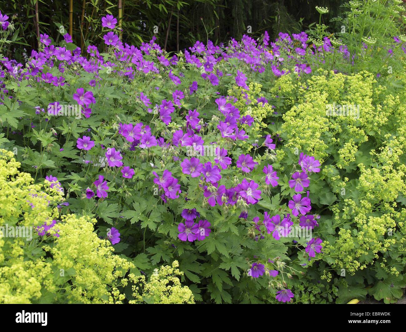 purple cranesbill (Geranium x magnificum, Geranium magnificum ...