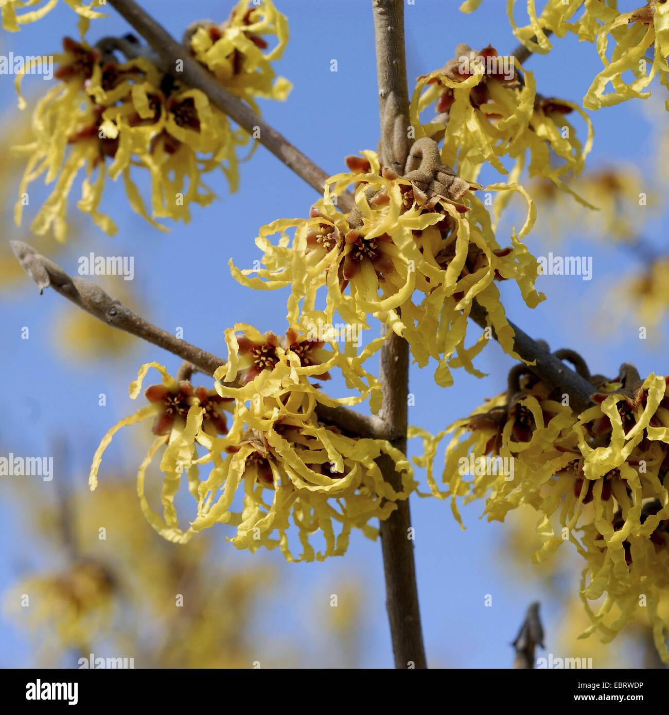 Hamamelis Intermedia Arnold Promise