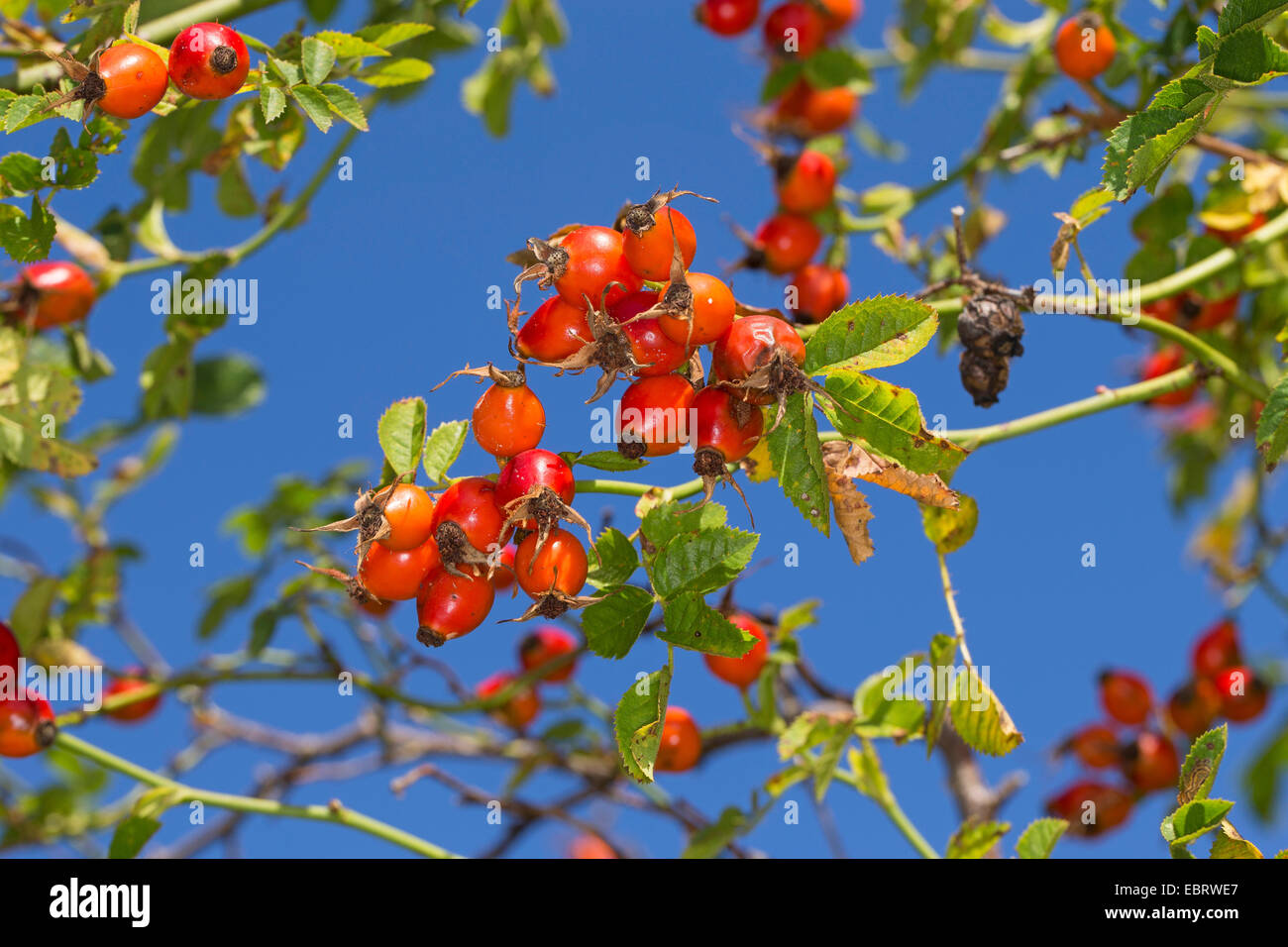 Sweet briar rose, Eglantine rose (Rosa rubiginosa, Rosa eglanteria ...