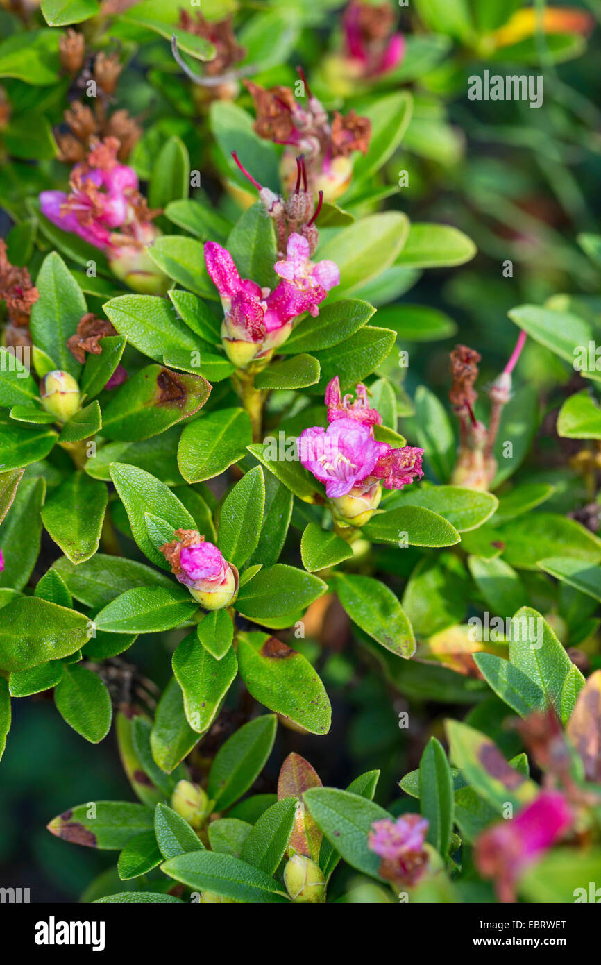 rust-leaved alpine rose (Rhododendron ferrugineum), blooming, Germany ...