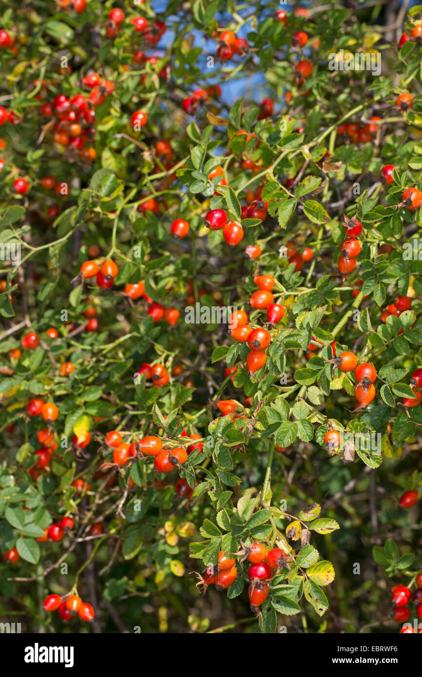 Fruits of eglantine rose hi-res stock photography and images - Alamy