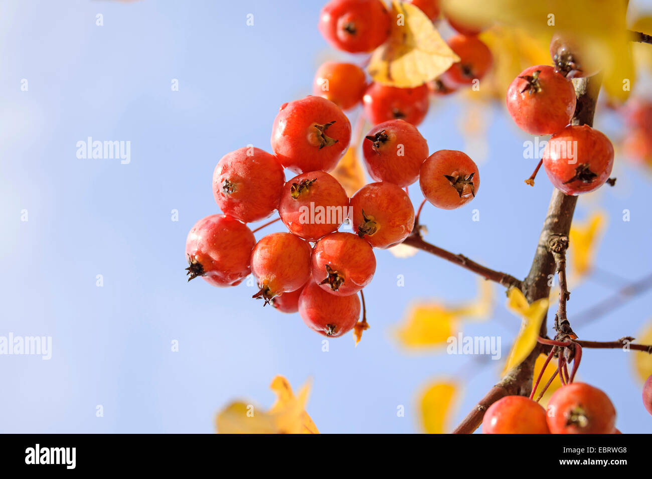 Ornamental apple tree (Malus 'Evereste', Malus Evereste), fruits on a ...
