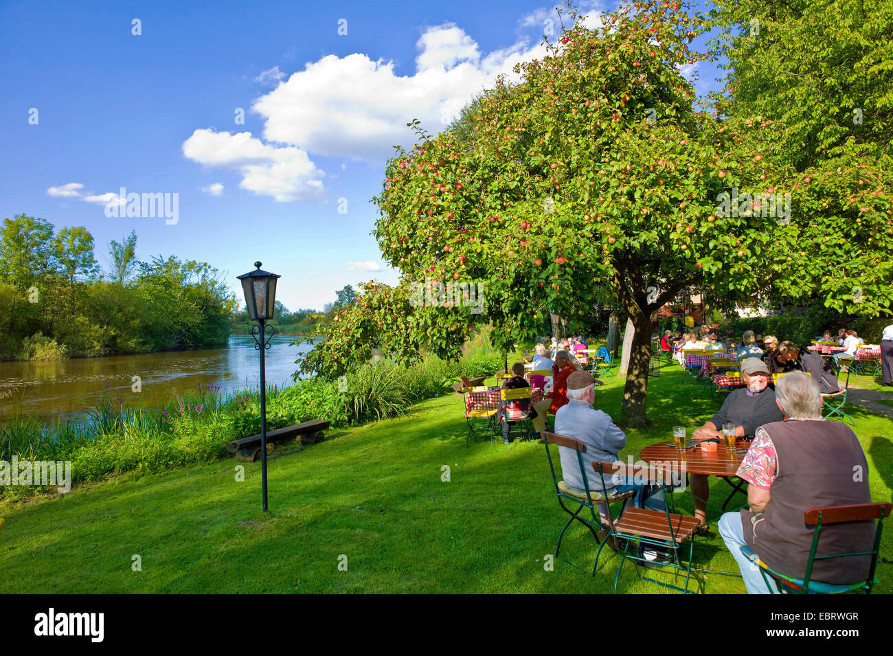 apple tree (Malus domestica), beer garden at a river under apple trees ...