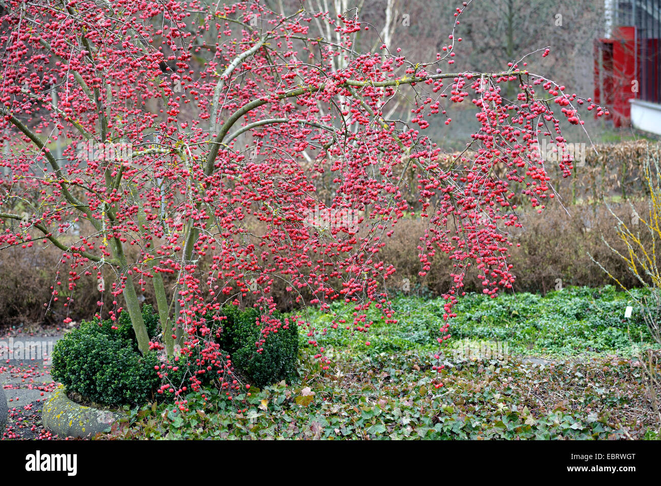 Ornamental apple tree (Malus 'Red Sentinel', Malus Red Sentinel ...