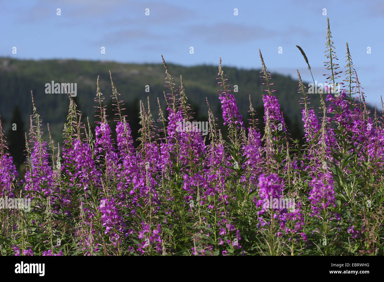 Fireweed, blooming sally, Rosebay willow-herb, Great willow-herb ...