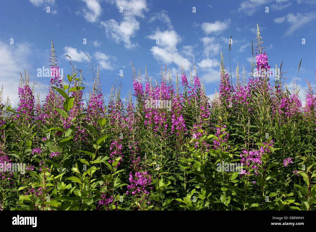 Fireweed, blooming sally, Rosebay willow-herb, Great willow-herb ...