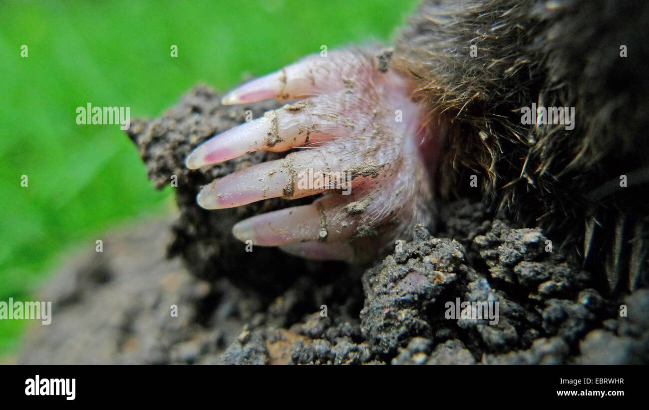 Mole paw hi-res stock photography and images - Alamy