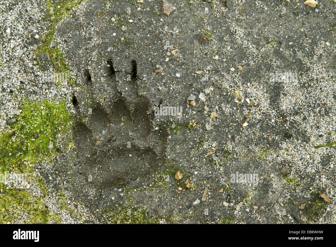 Old World badger, Eurasian badger (Meles meles), track of a badger ...