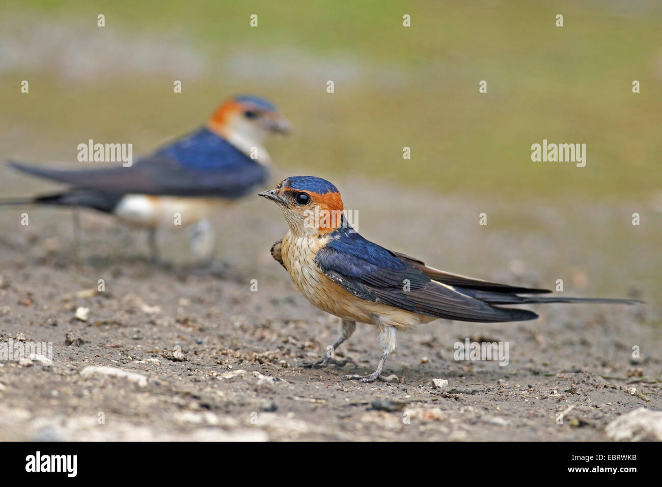 red-rumped swallow (Hirundo daurica), collects nesting material at a ...