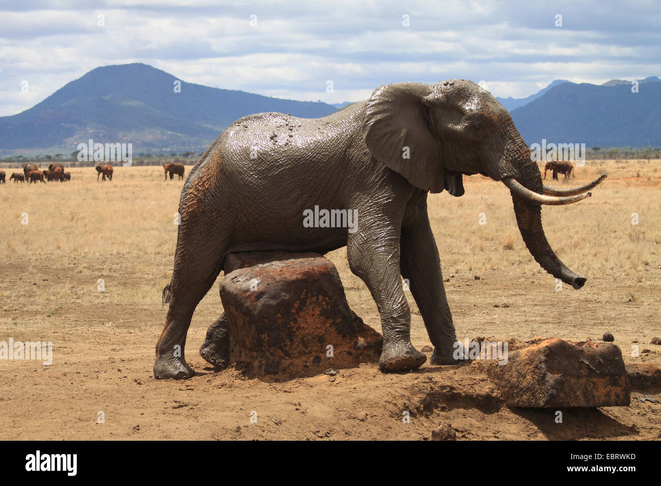 African elephant (Loxodonta africana), bull elephant scratching himself ...