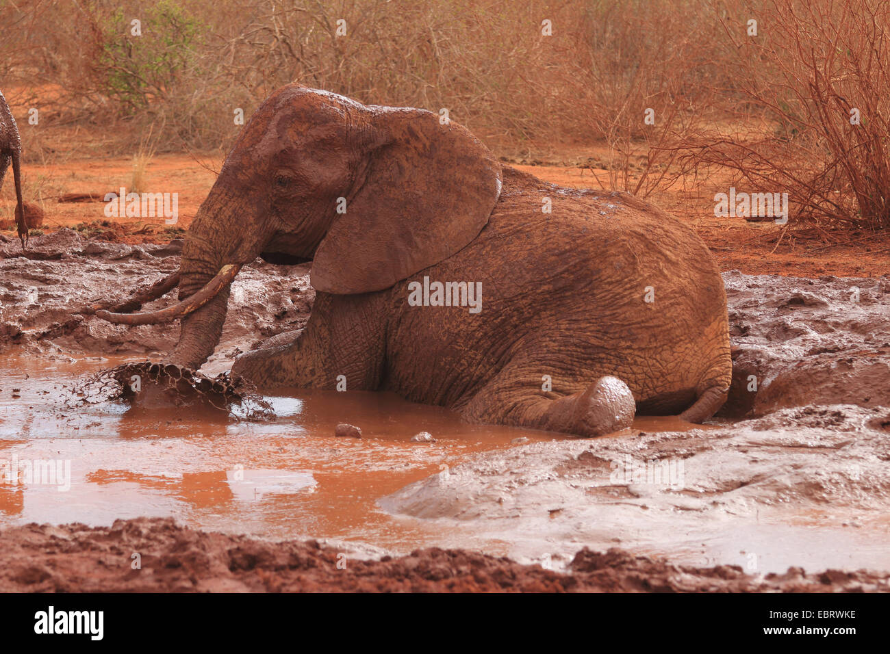 Bathing pool for elephants hi-res stock photography and images - Alamy