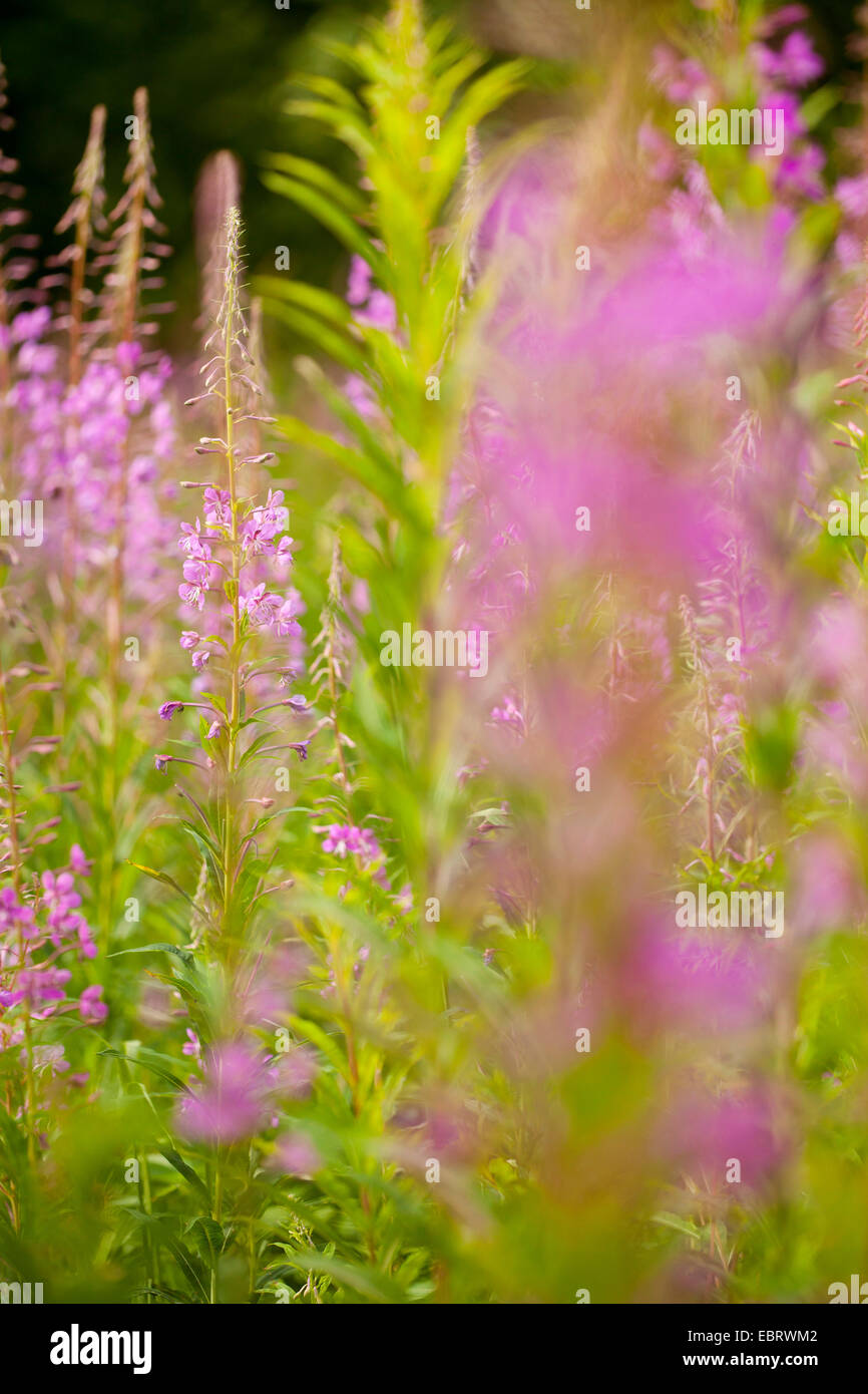 Fireweed, blooming sally, Rosebay willow-herb, Great willow-herb ...