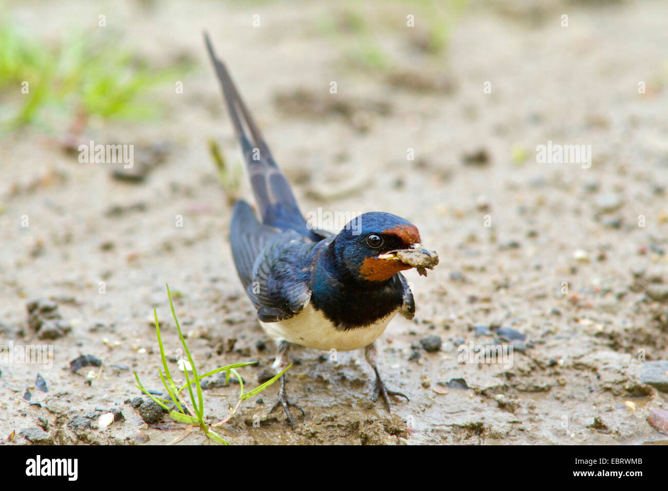 Mud bird nest hi-res stock photography and images - Alamy