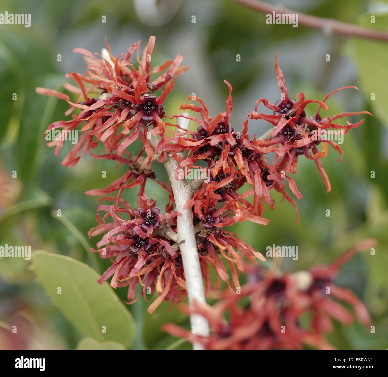Witch hazel (Hamamelis intermedia 'Diane', Hamamelis x intermedia ...