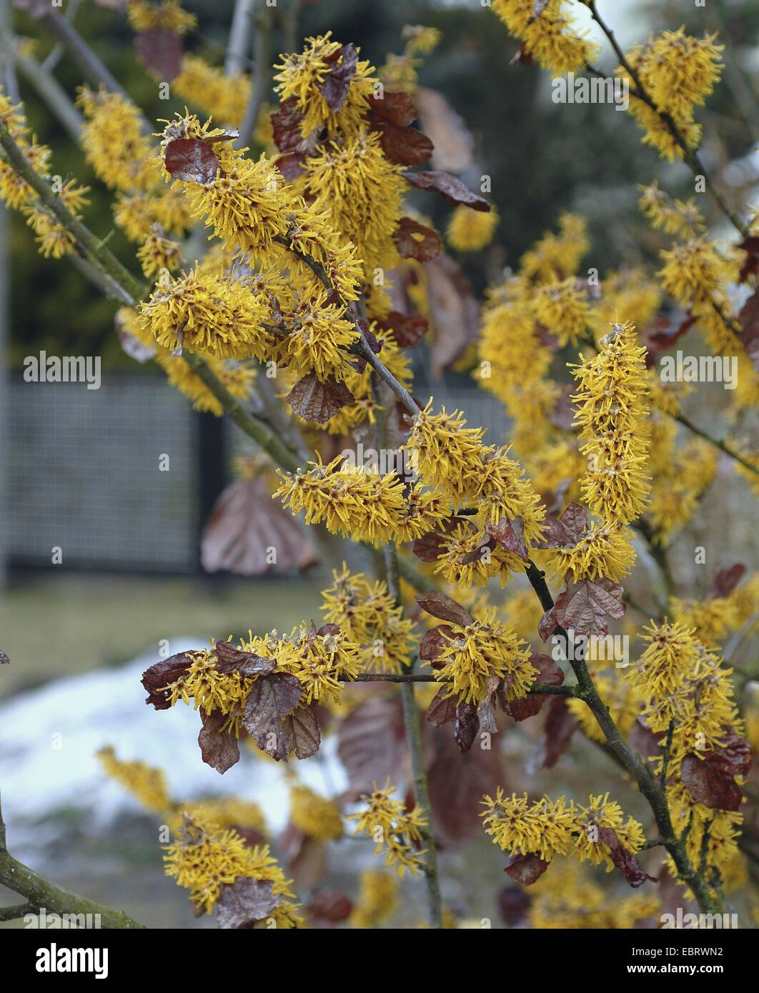 Witch hazel (Hamamelis intermedia 'Brevipetala', Hamamelis x intermedia ...