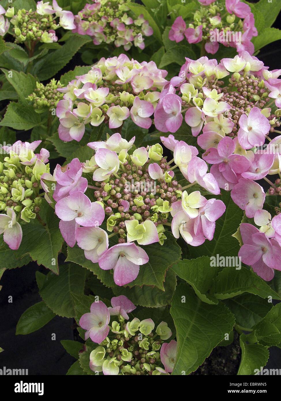 Lace Cap Hydrangea High Resolution Stock Photography and Images - Alamy
