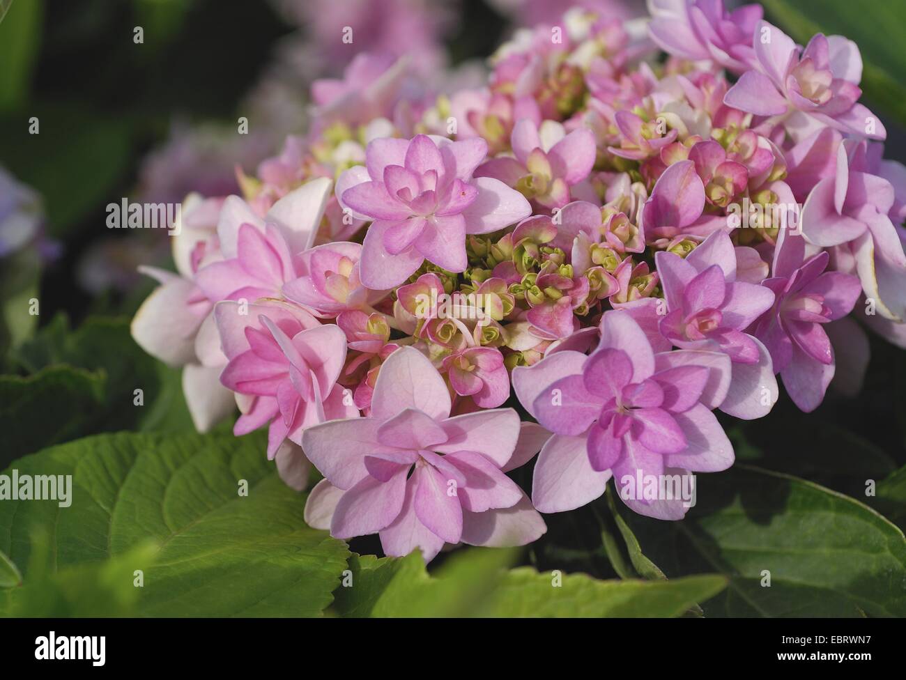 Garden hydrangea, Lace cap hydrangea (Hydrangea macrophylla 'Romance ...