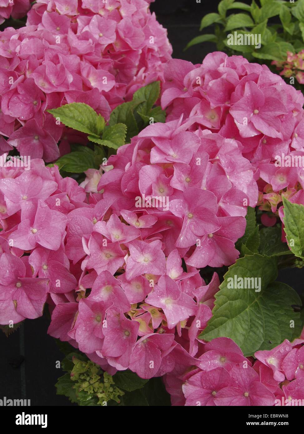 Lace Cap Hydrangea High Resolution Stock Photography and Images - Alamy