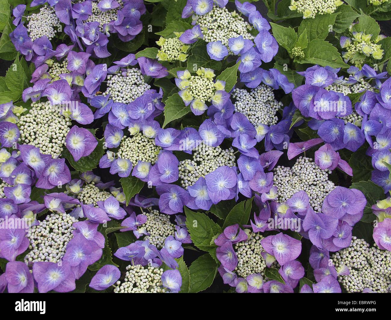 Lace Cap Hydrangea High Resolution Stock Photography and Images - Alamy