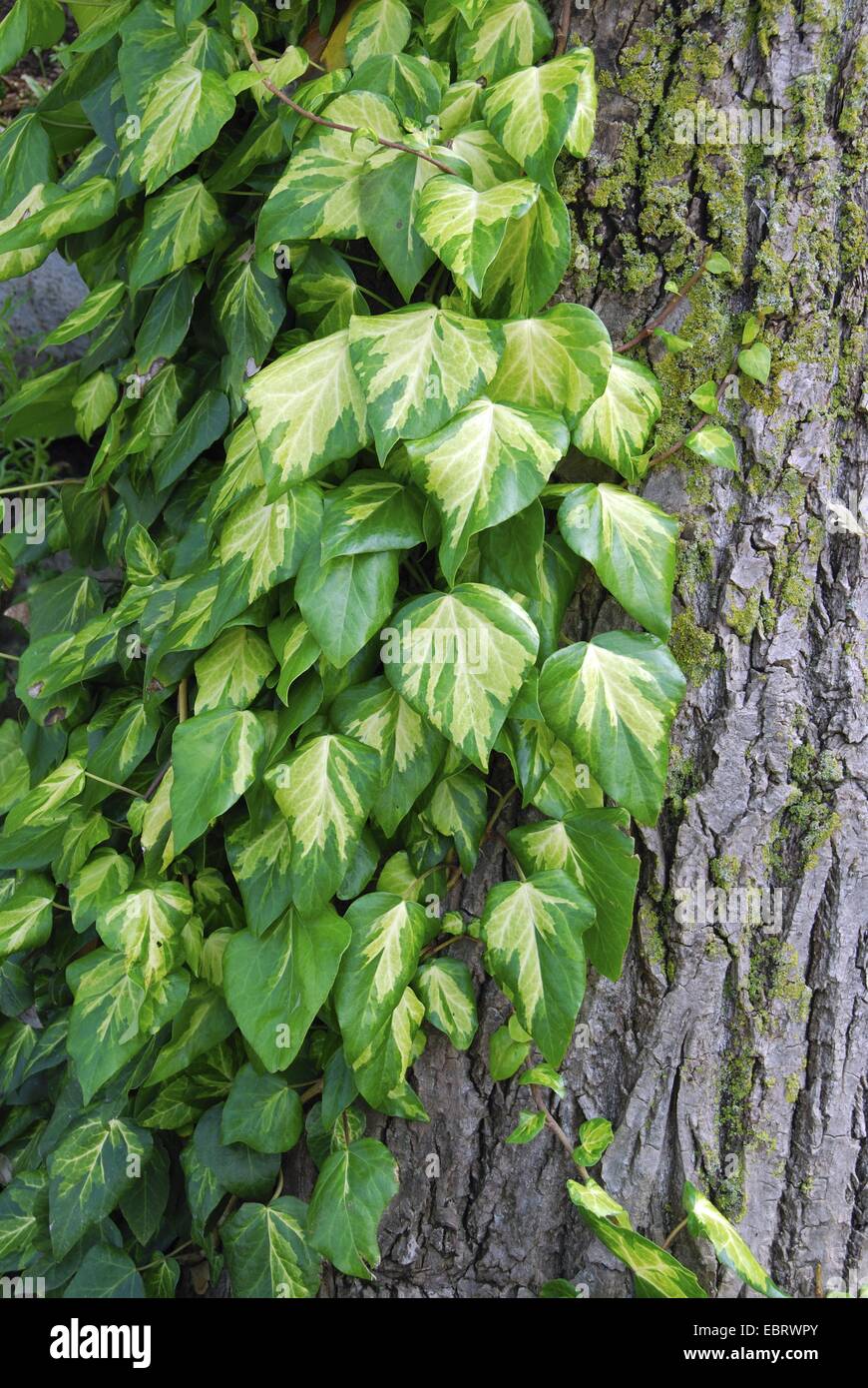 Persian ivy (Hedera colchica 'Sulphur Heart', Hedera colchica Sulphur ...