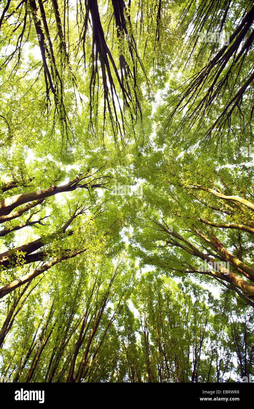 common hornbeam, European hornbeam (Carpinus betulus 'Fastigiata ...