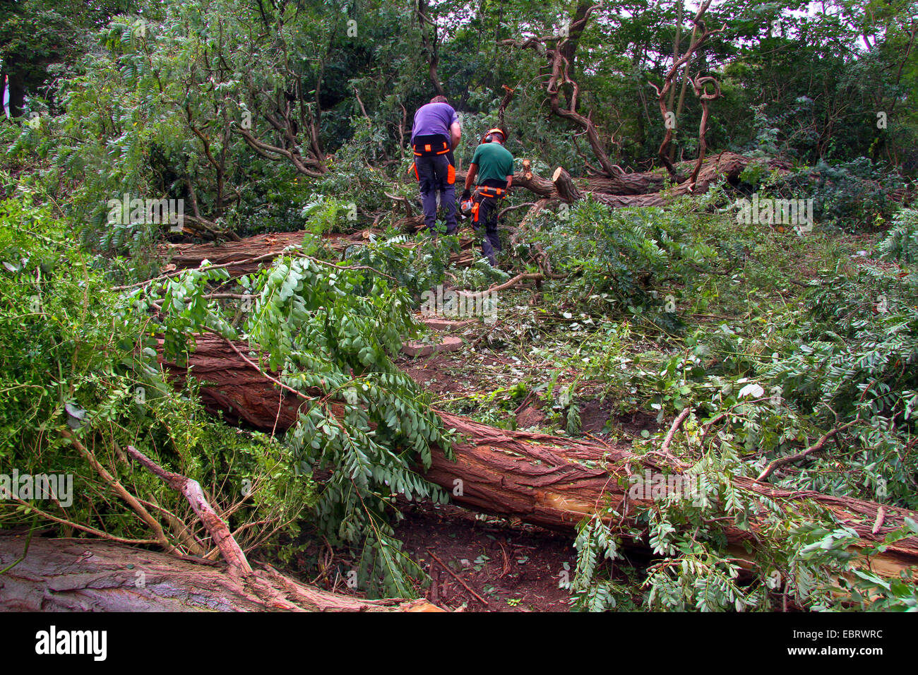 Two person cutting tree in forest hi-res stock photography and images ...