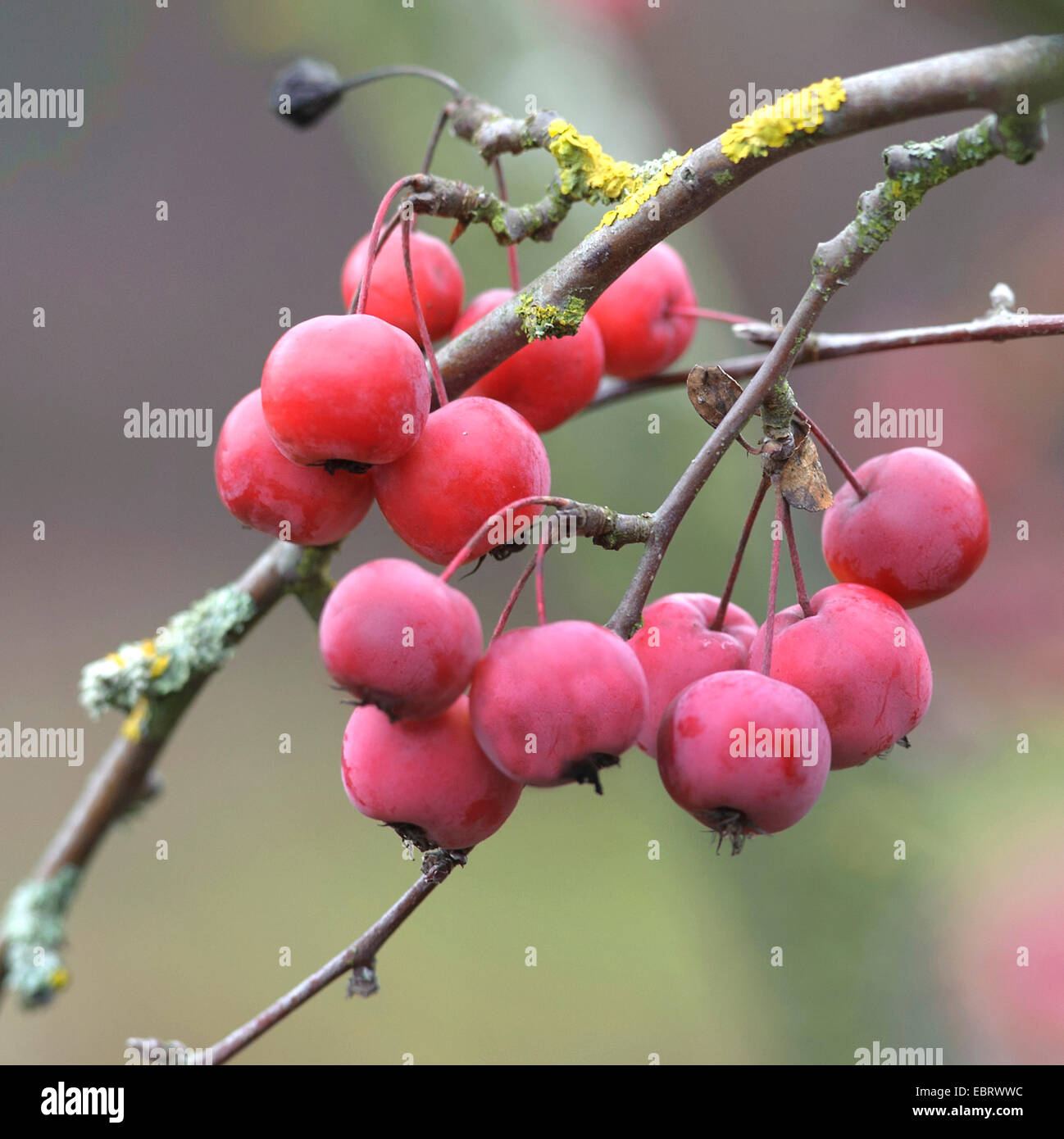 Ornamental apple tree (Malus 'Red Sentinel', Malus Red Sentinel ...