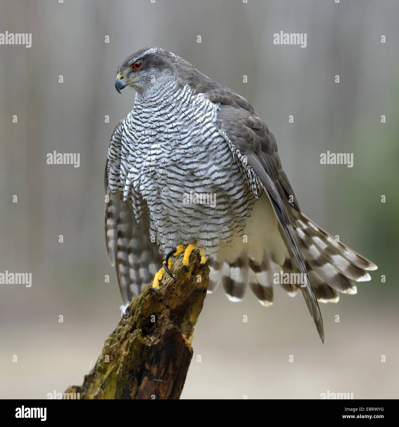 Northern Goshawk Red Eye