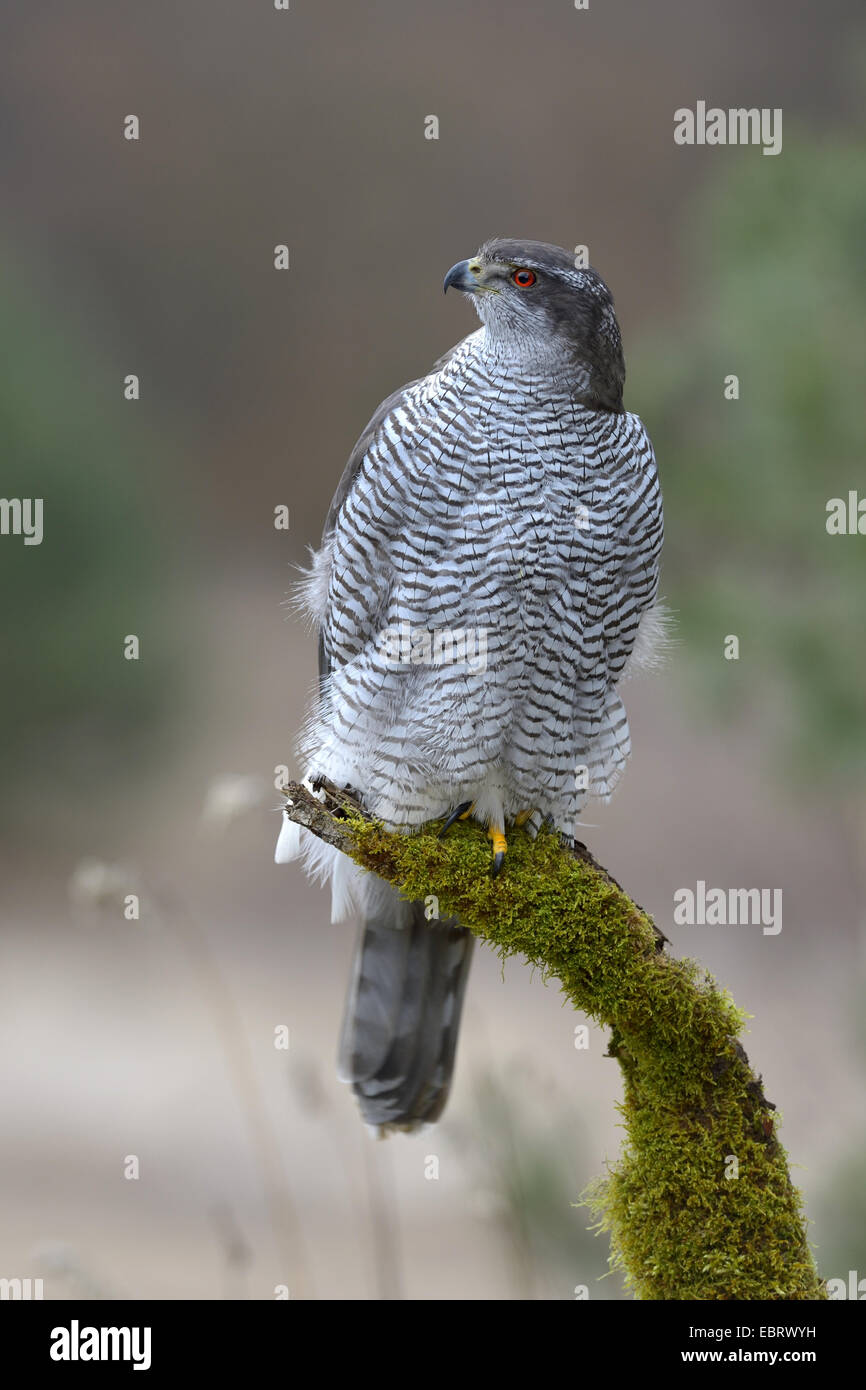 Finnish goshawk hi-res stock photography and images - Alamy