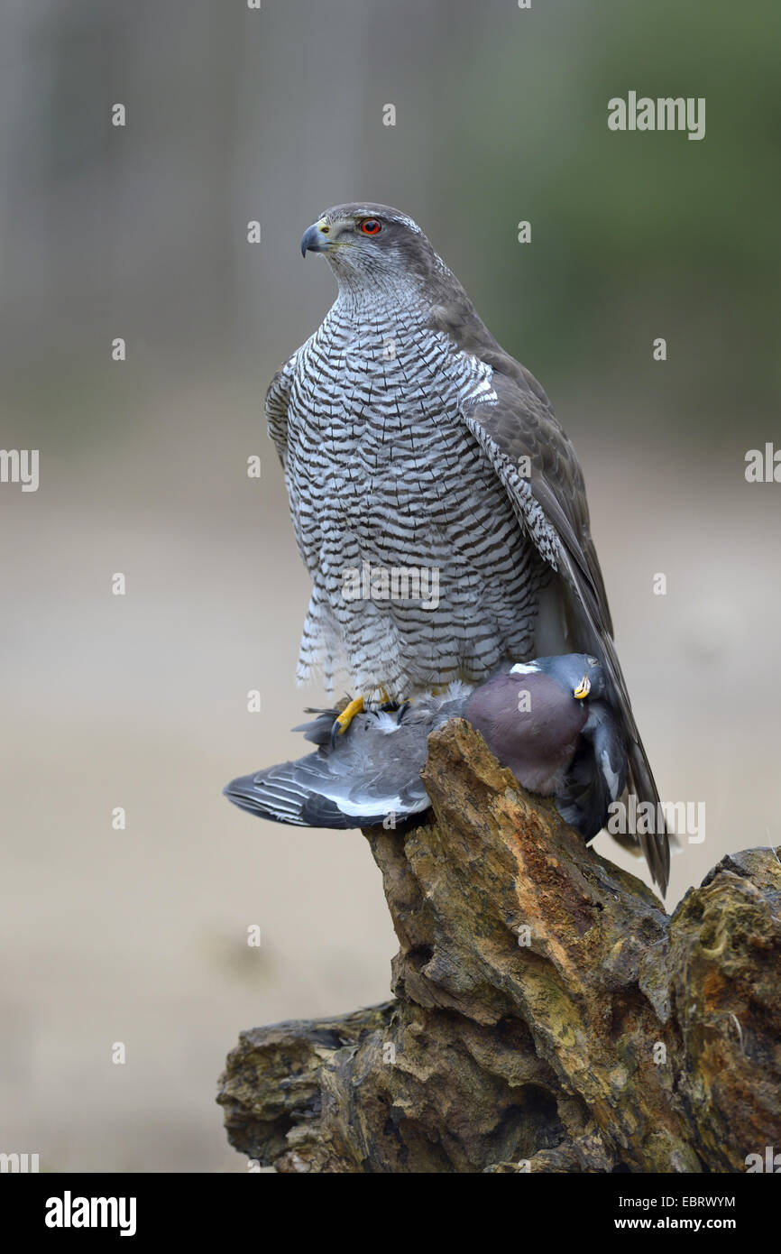 Northern Goshawk Red Eye