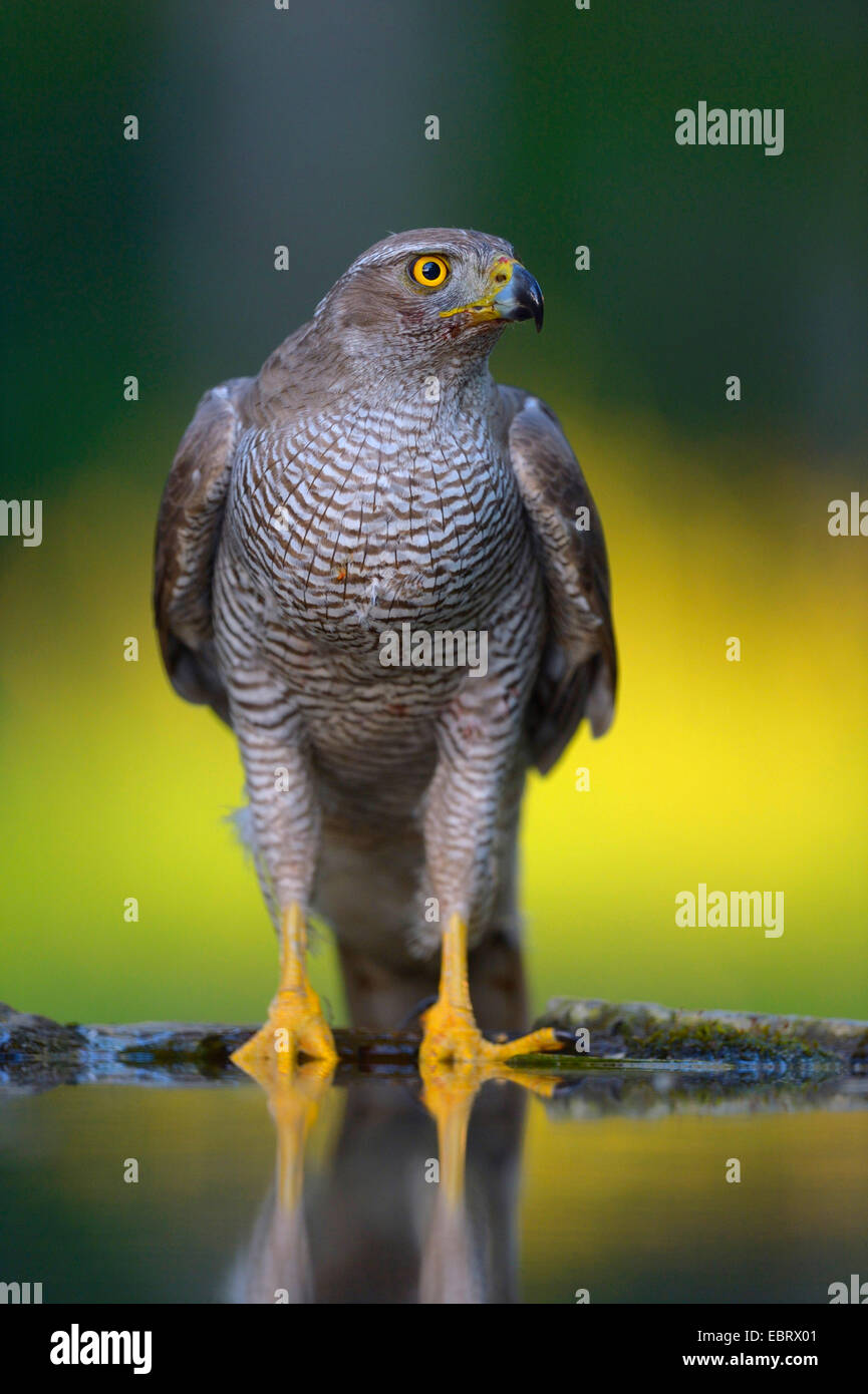 Goshawk female hi-res stock photography and images - Alamy