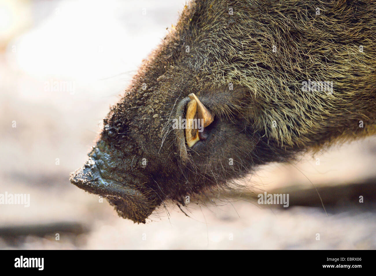 wild boar, pig, wild boar (Sus scrofa), snout of a wild boar, Germany ...