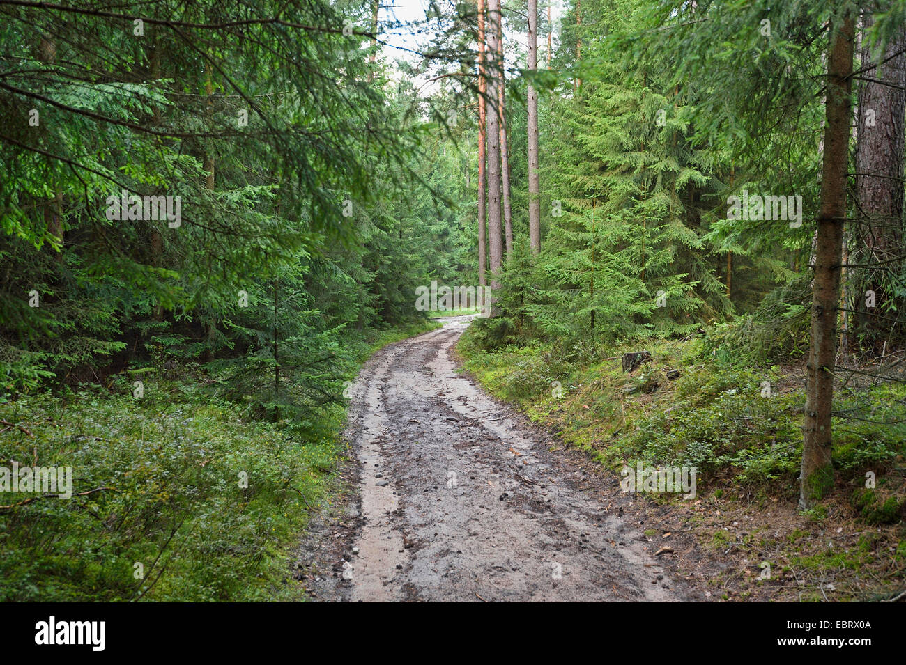 Norway spruce (Picea abies), muddy forest path, Germany, Bavaria Stock ...
