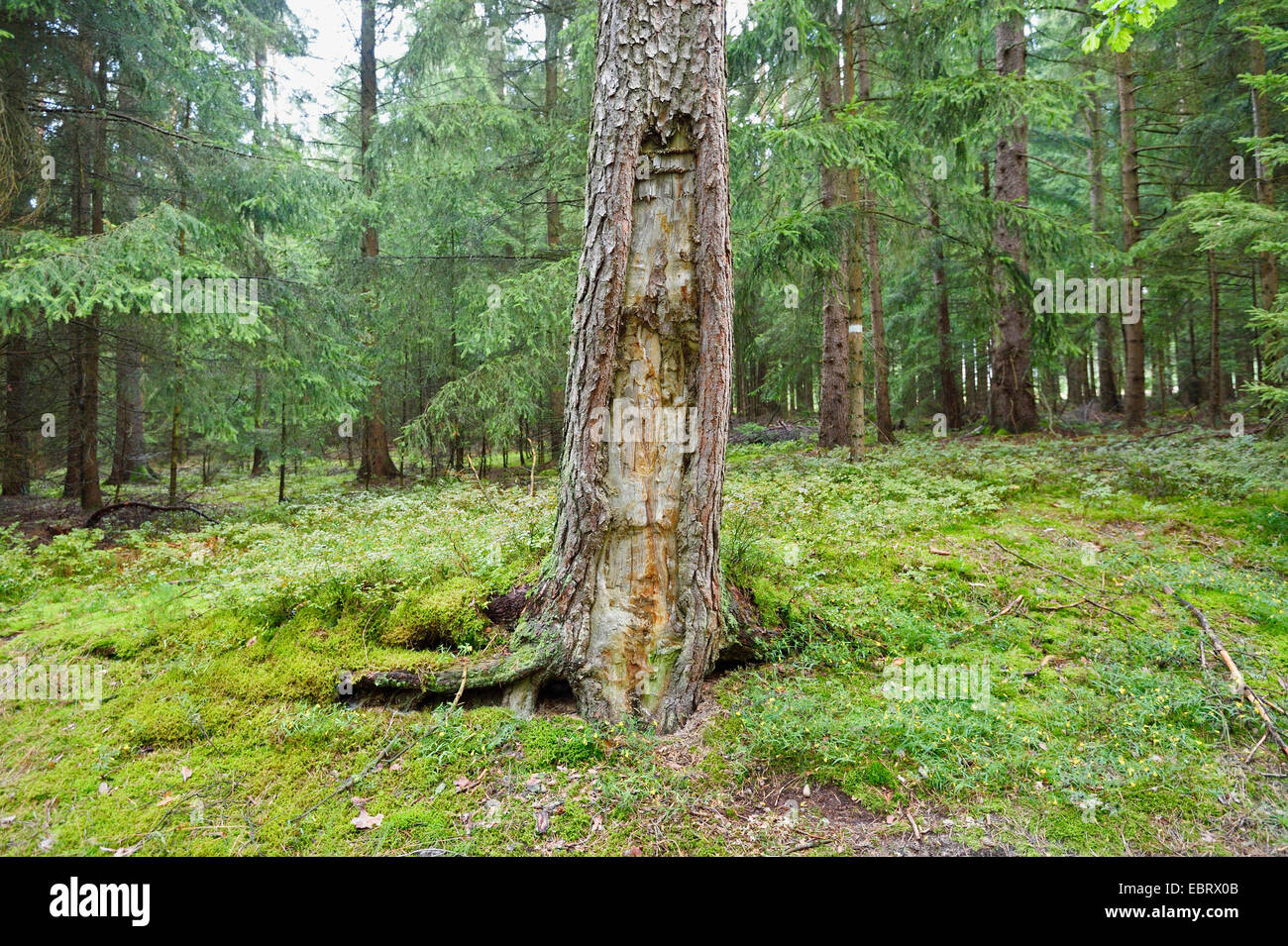 Scotch pine, Scots pine (Pinus sylvestris), rotten pine trunk on a ...