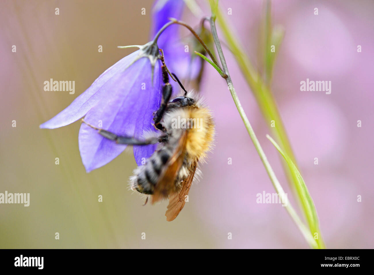 lady's-thimble, scotch bluebell, harebell (Campanula rotundifolia), bee ...