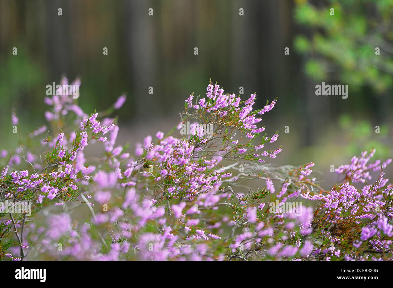 Common Heather, Ling, Heather (Calluna vulgaris), blooming heath ...
