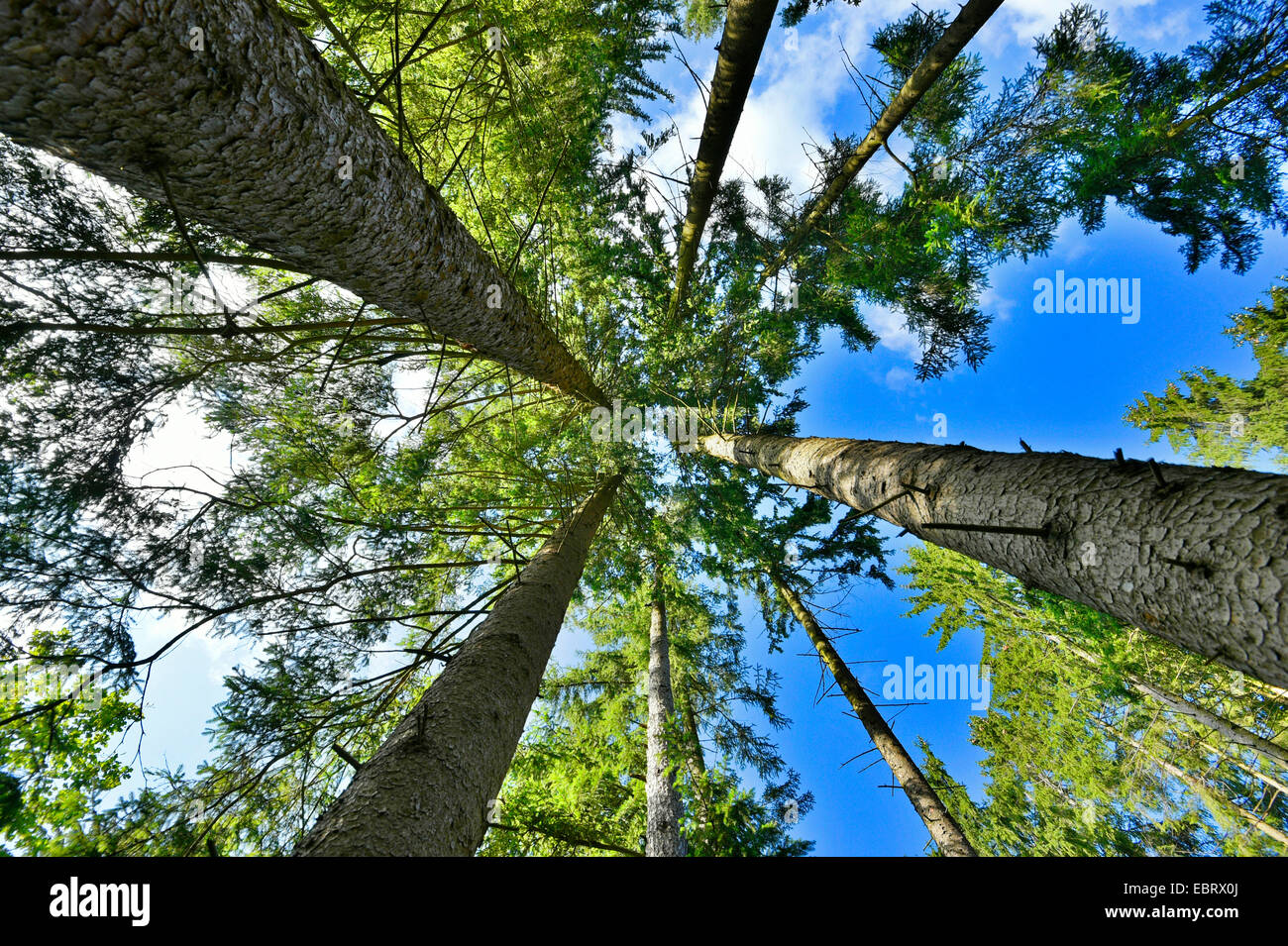 The crowns of a spruce forest hi-res stock photography and images - Alamy