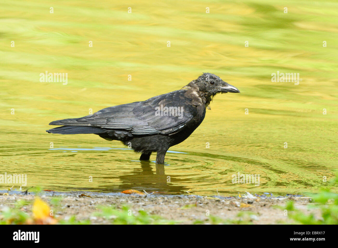 Carrion crow (Corvus corone, Corvus corone corone), taking a bath in a ...
