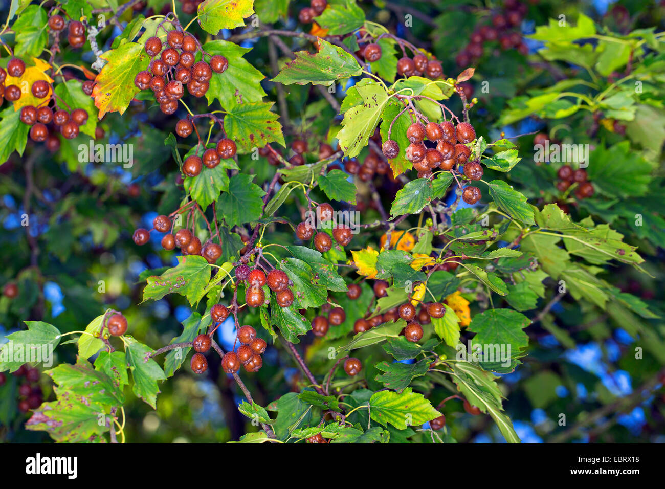 wild service tree (Sorbus torminalis), branch with fruits, Germany ...