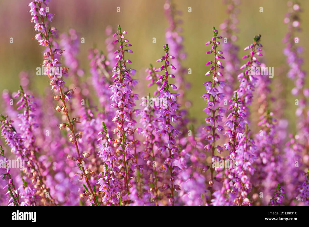 Common Heather, Ling, Heather (Calluna vulgaris), blooming, Germany ...