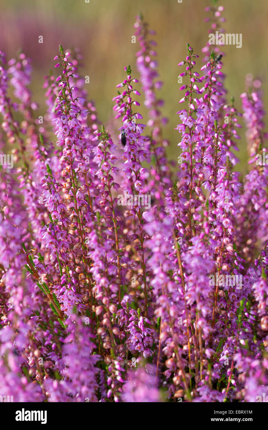 Flowering bush calluna vulgaris hi-res stock photography and images - Alamy