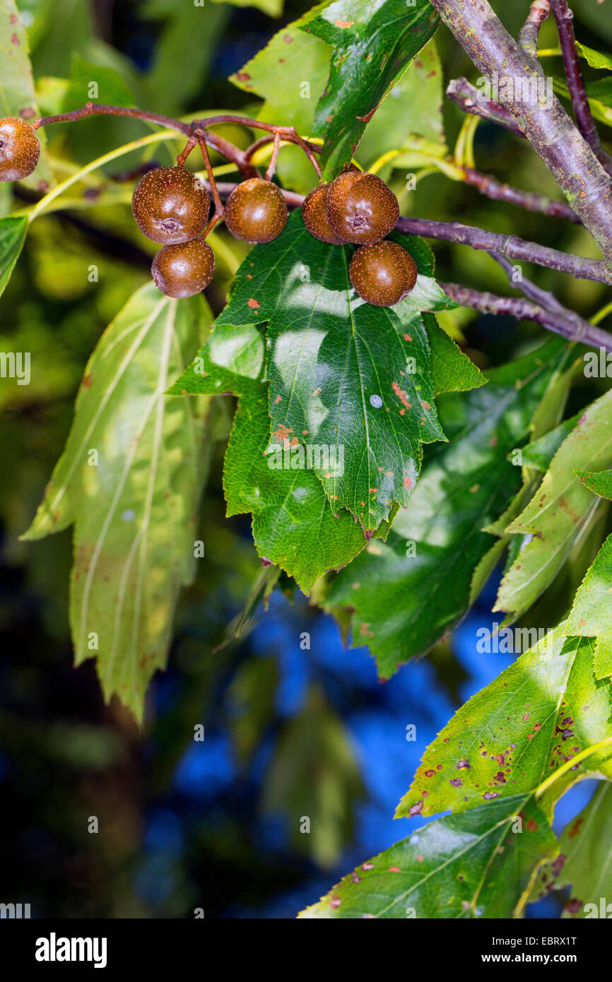 Sorbus torminalis hi-res stock photography and images - Alamy