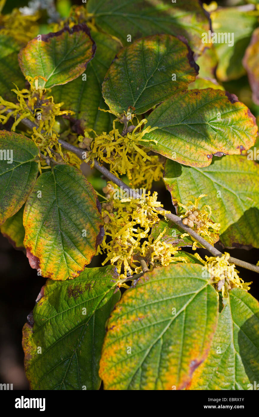 Witch hazel, American witch-hazel (Hamamelis virginiana), branch with ...