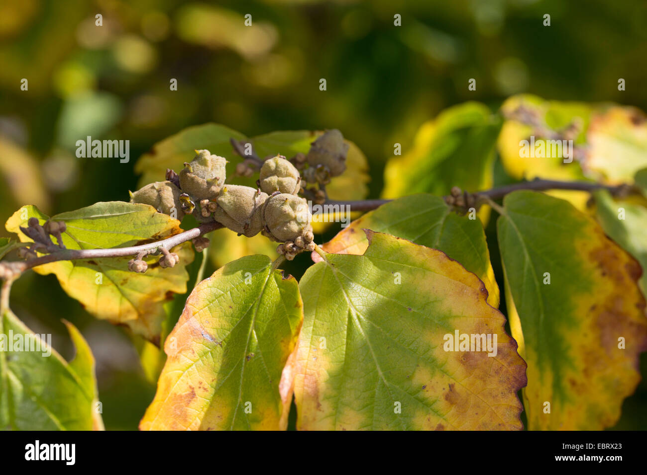 Witch hazel, American witch-hazel (Hamamelis virginiana), branch with ...