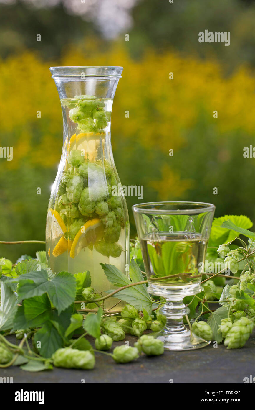 common hop (Humulus lupulus), selfmade hop wine Stock Photo - Alamy
