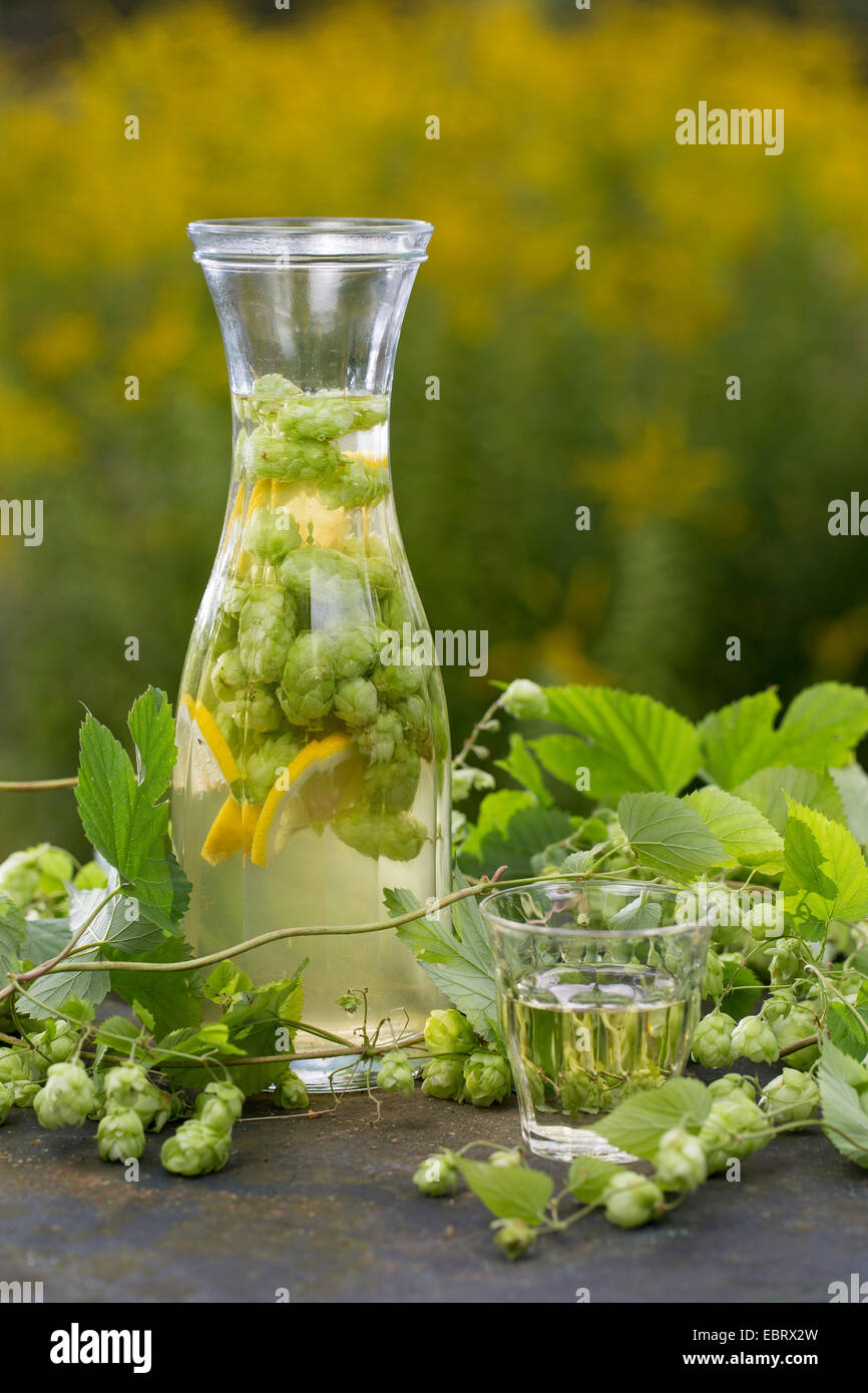 common hop (Humulus lupulus), selfmade hop wine Stock Photo - Alamy