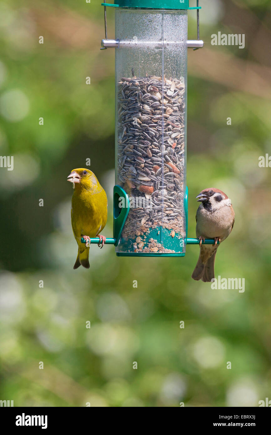 Tree sparrows and greenfinches hi-res stock photography and images - Alamy
