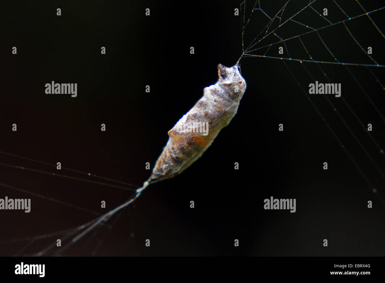 prey in spider's web Stock Photo - Alamy